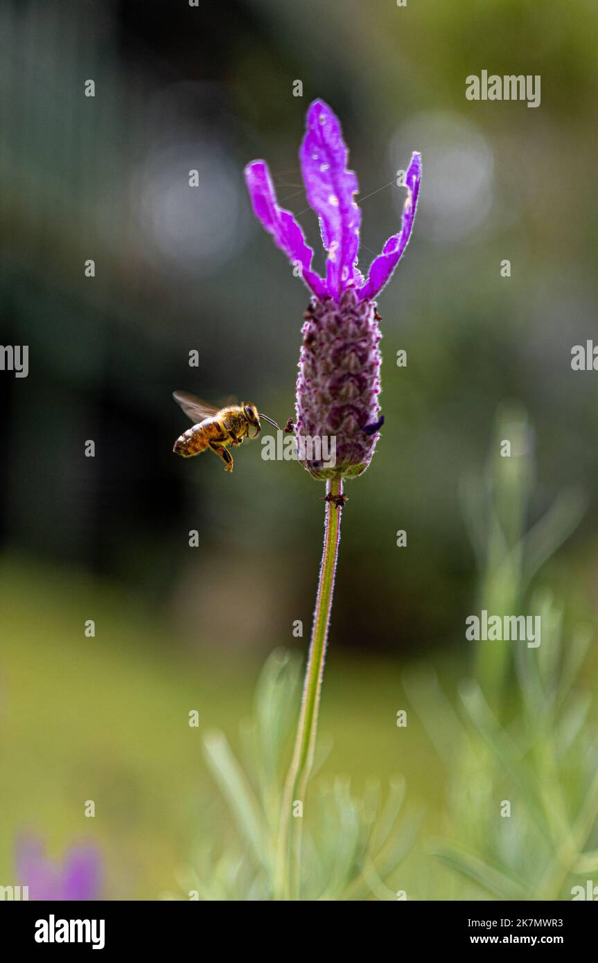 A shallow focus shot f a Bee buzzing around a lavender flower with blur ...
