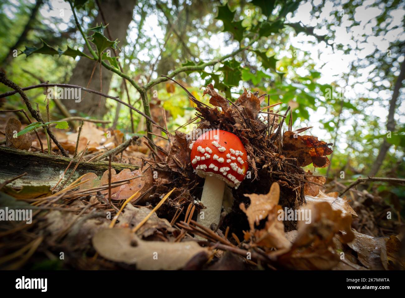closeup of a beautiful red agaric fly mushroom popping out from under ...
