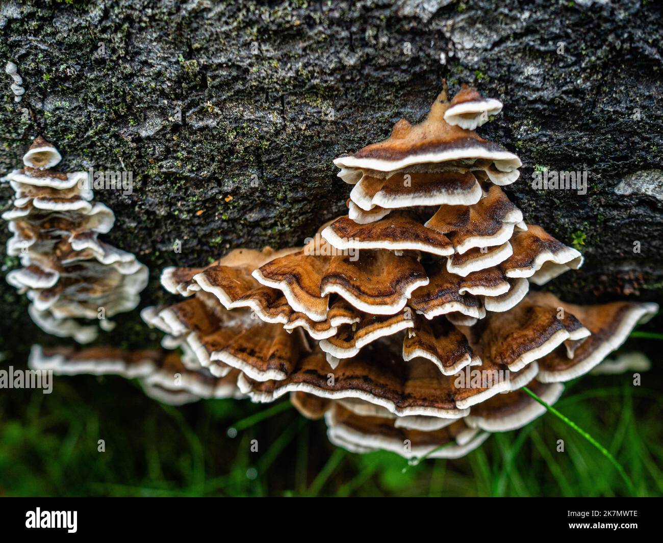 A group of 'Giant mushrooms' is seen growing on a log. During the ...