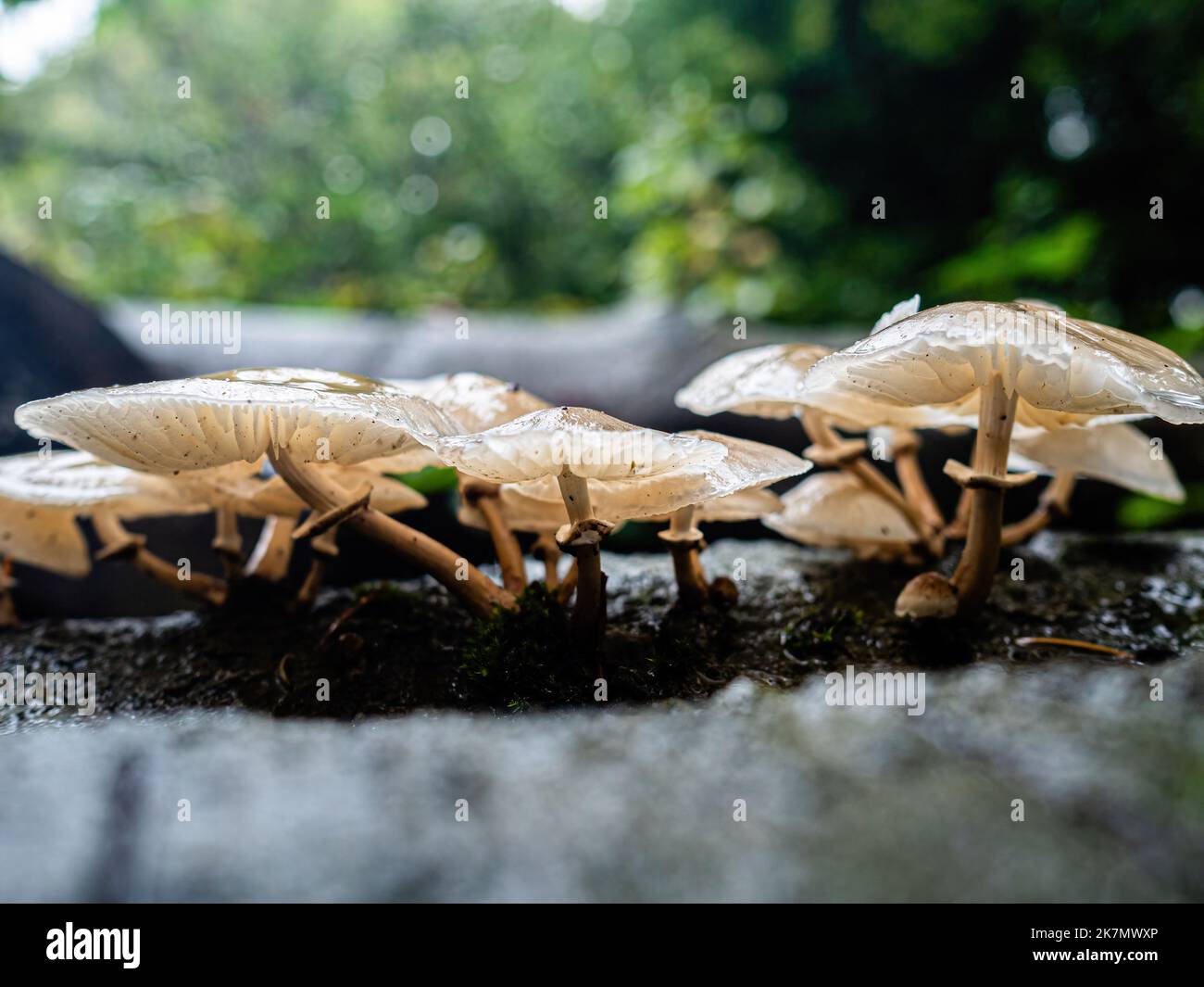 A view of white translucid mushrooms growing on a log. During the ...
