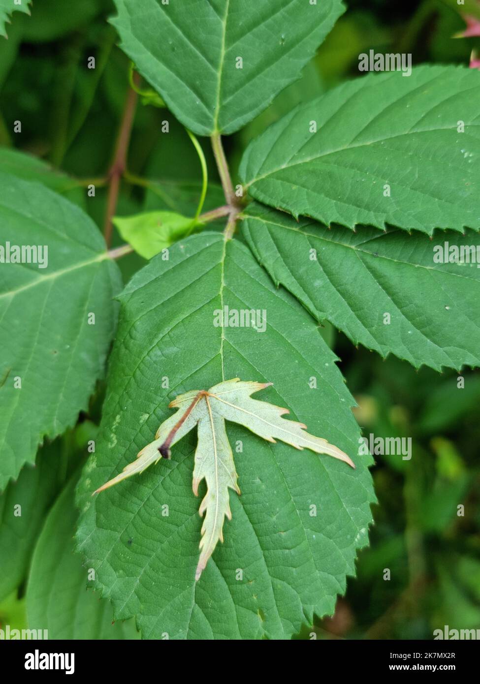 A vertical of green tree leaves, ideal for wallpapers Stock Photo - Alamy