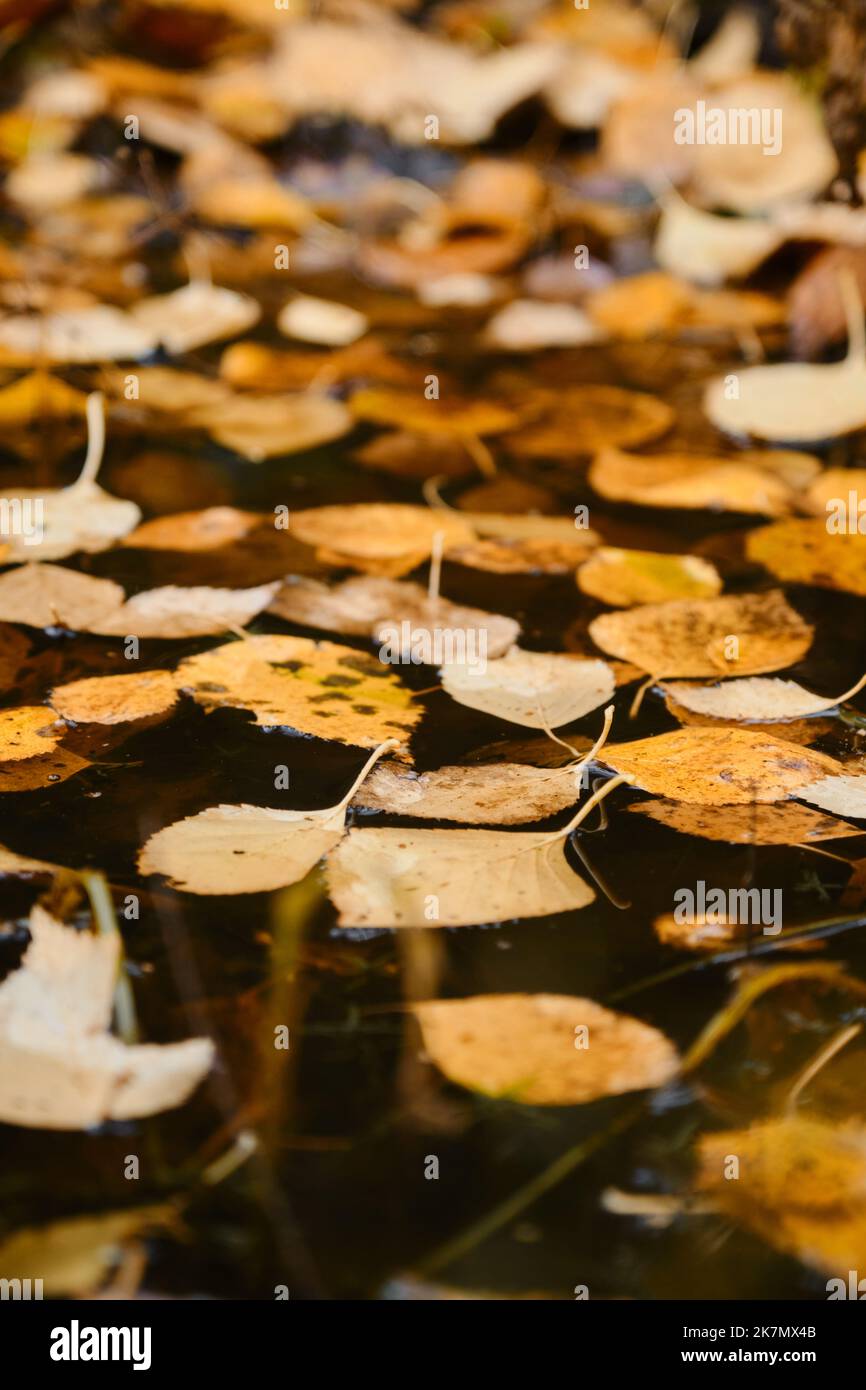 Concept of environment and nature of autumn forest in detail. Lot of ...