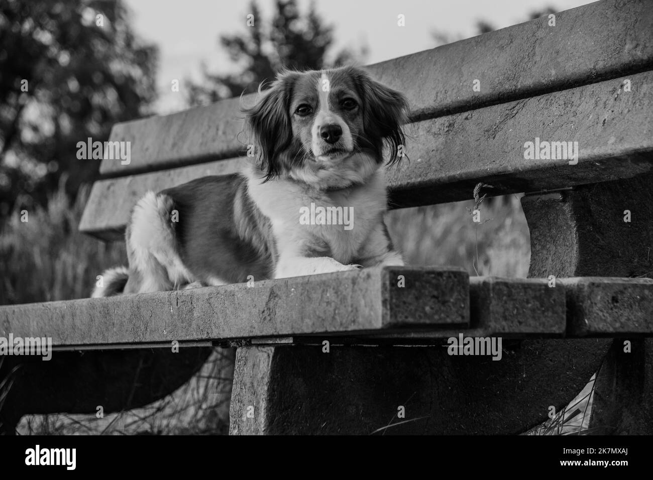 A monochrome shot of the cute dog sitting on the bench Stock Photo - Alamy
