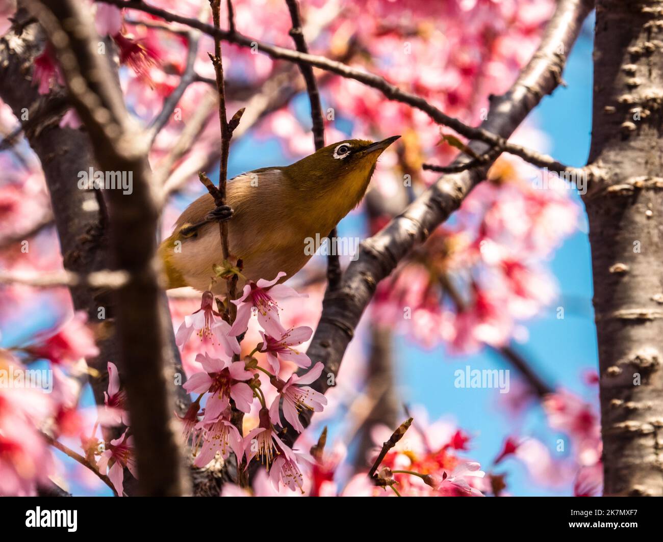 A Warbling White-eye, Zosterops japonicus, perched in cherry blossoms ...