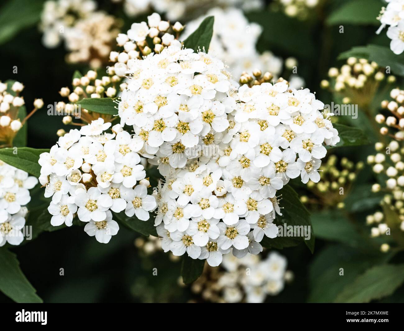 A close up of Snowmound Spirea flowers Stock Photo - Alamy