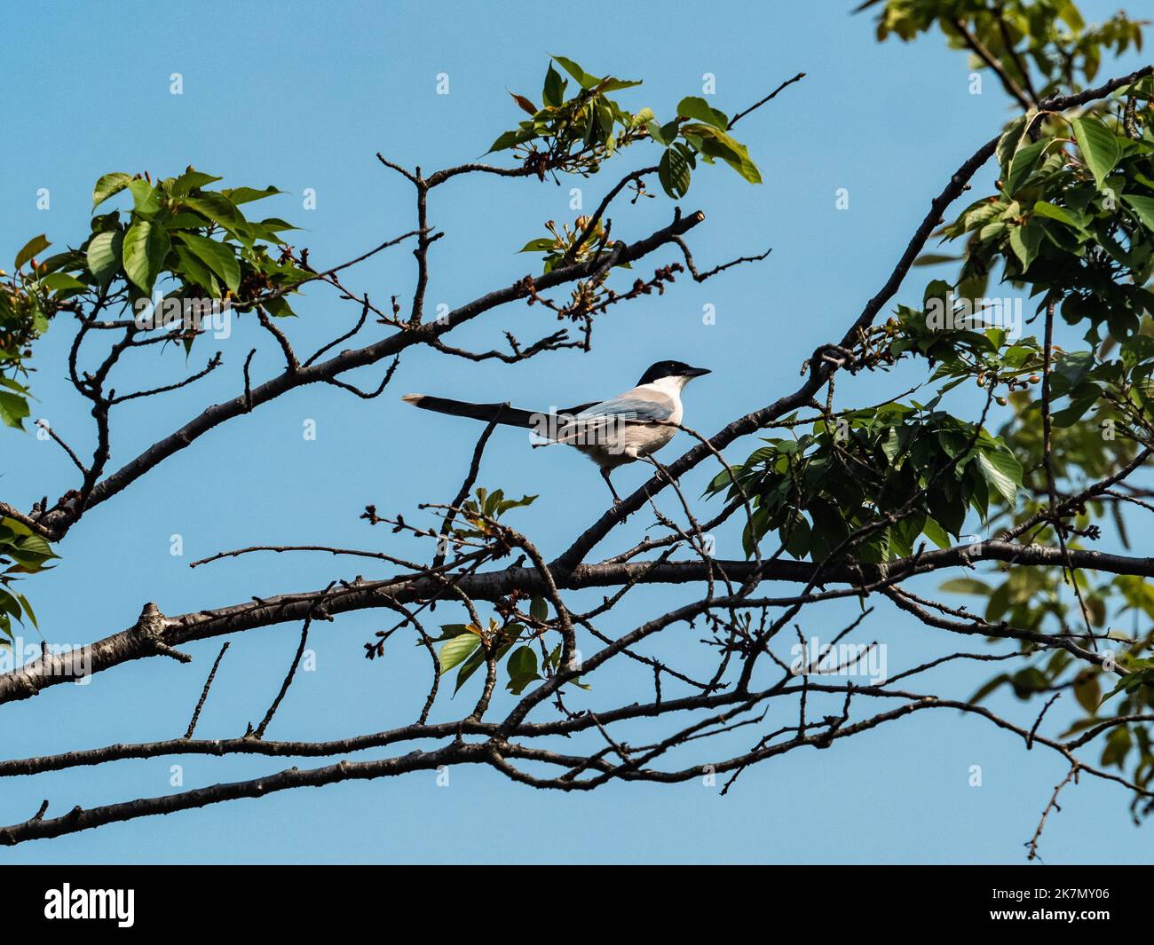 An Azure-winged Magpie, Cyanopica cyanus, perched in a tree near ...