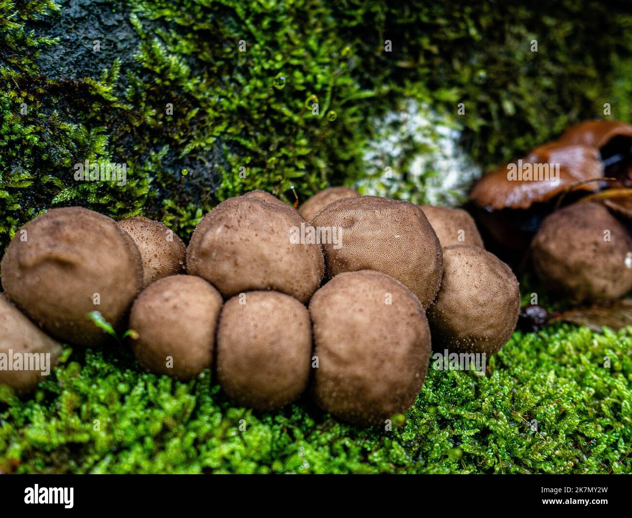 A group of 'Puffball' mushrooms is seen growing on the green moss ...