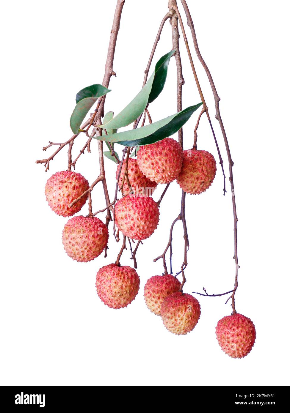 A vertical closeup of red China 3 lychee on tree braches with white ...