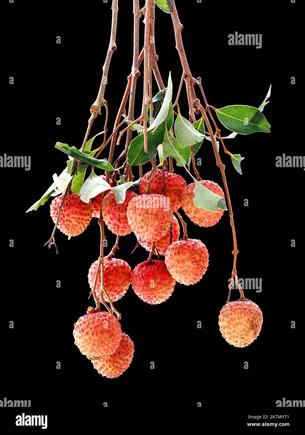 A vertical closeup of red China 3 lychee on tree braches with black ...