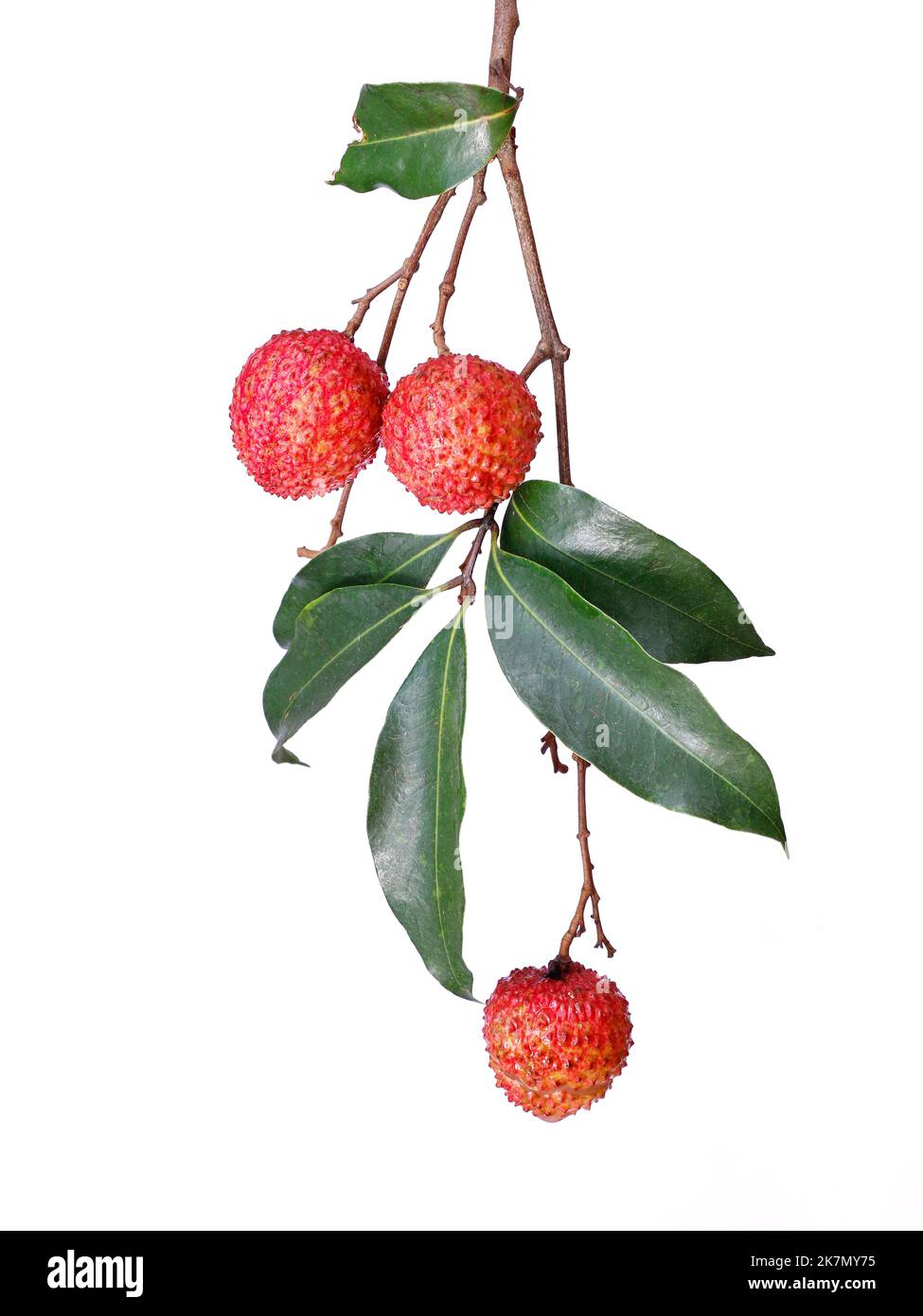 A vertical closeup of red China 3 lychee on tree braches with white ...