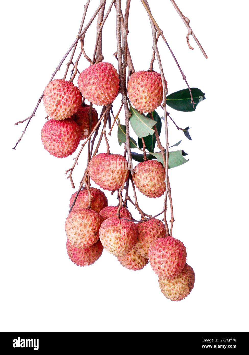 A vertical closeup of red China 3 lychee on tree braches with white ...