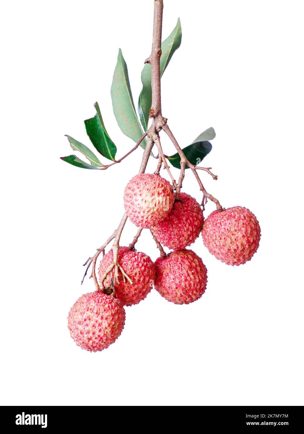 A vertical closeup of red China 3 lychee on tree braches with white ...