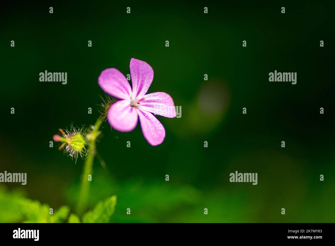 Macro photo of the single isolated geranium purpureum - a little robin ...