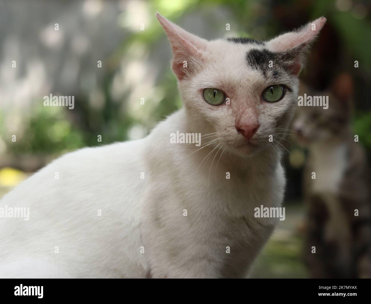 A selective focus of a white Khao Manee cat with blurred background ...