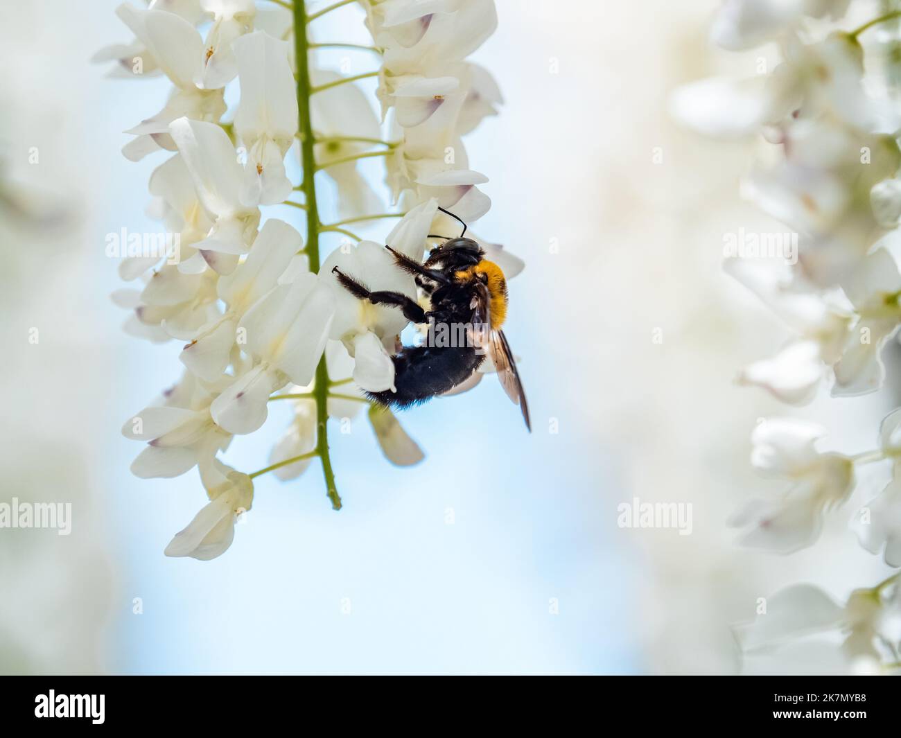 The Japanese Carpenter Bee, Xylocopa appendiculata circumvolans, on ...