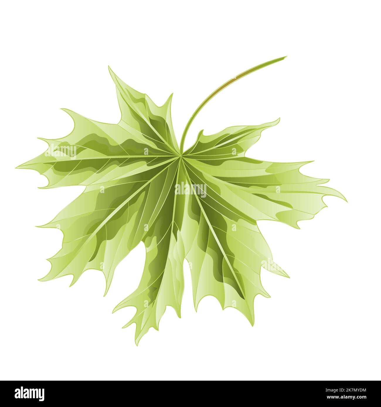 Colored leaf Maple on a white background vector illustration Stock ...