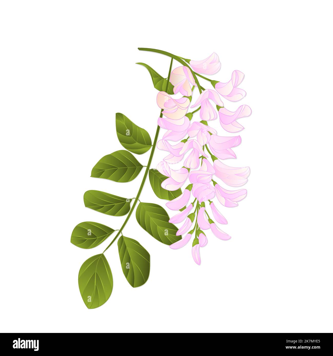 Black locust tree flowers Stock Vector Images - Alamy