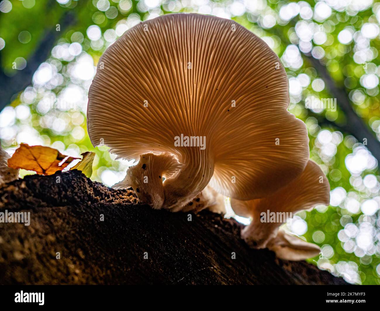 A view of the texture of a mushroom from below. During the autumn ...