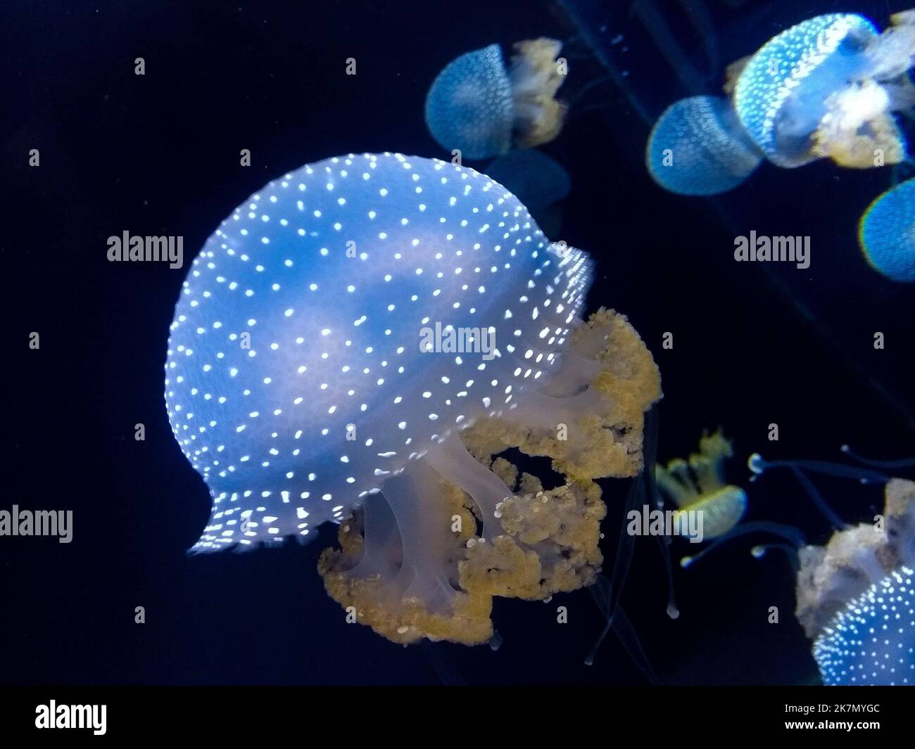 A closeup shot of a beautiful blue fish under water with small jelly ...