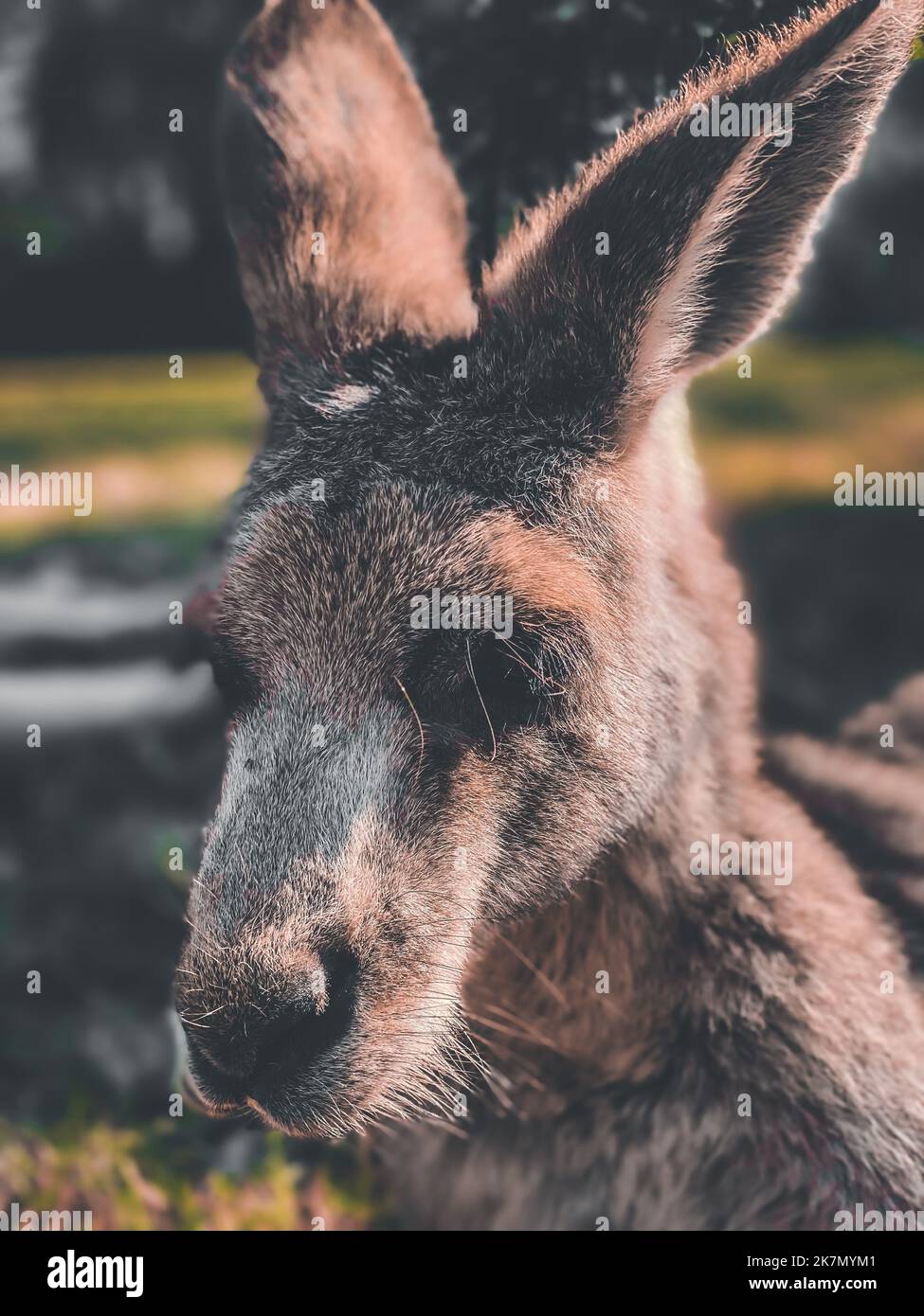 A closeup portrait of a Kangaroo Stock Photo - Alamy