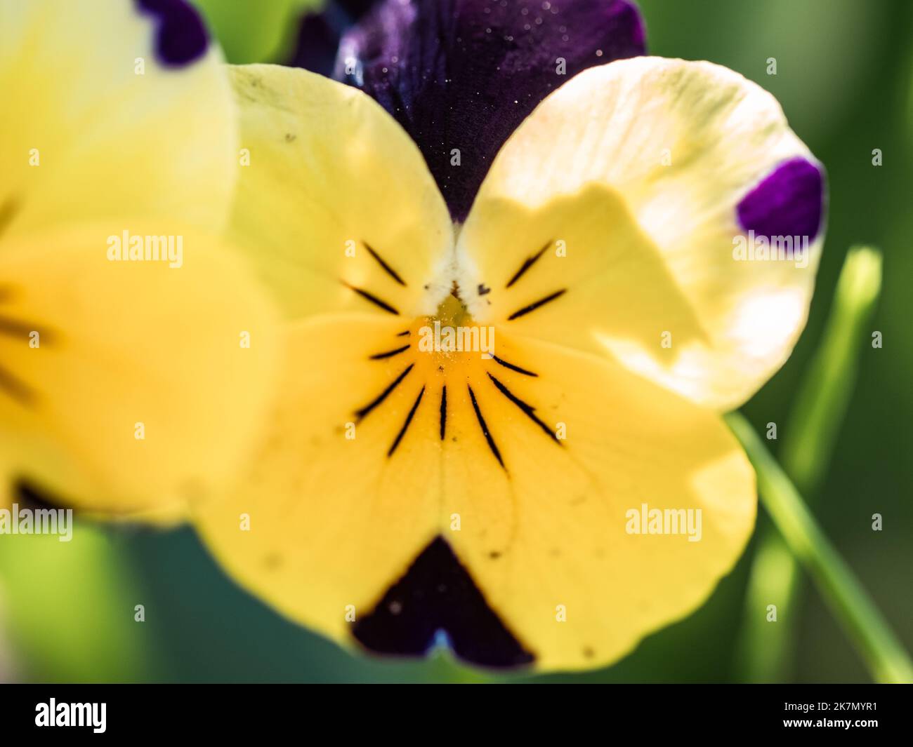 A close-up shot of viola cornuta flower from violet (Violaceae) family ...