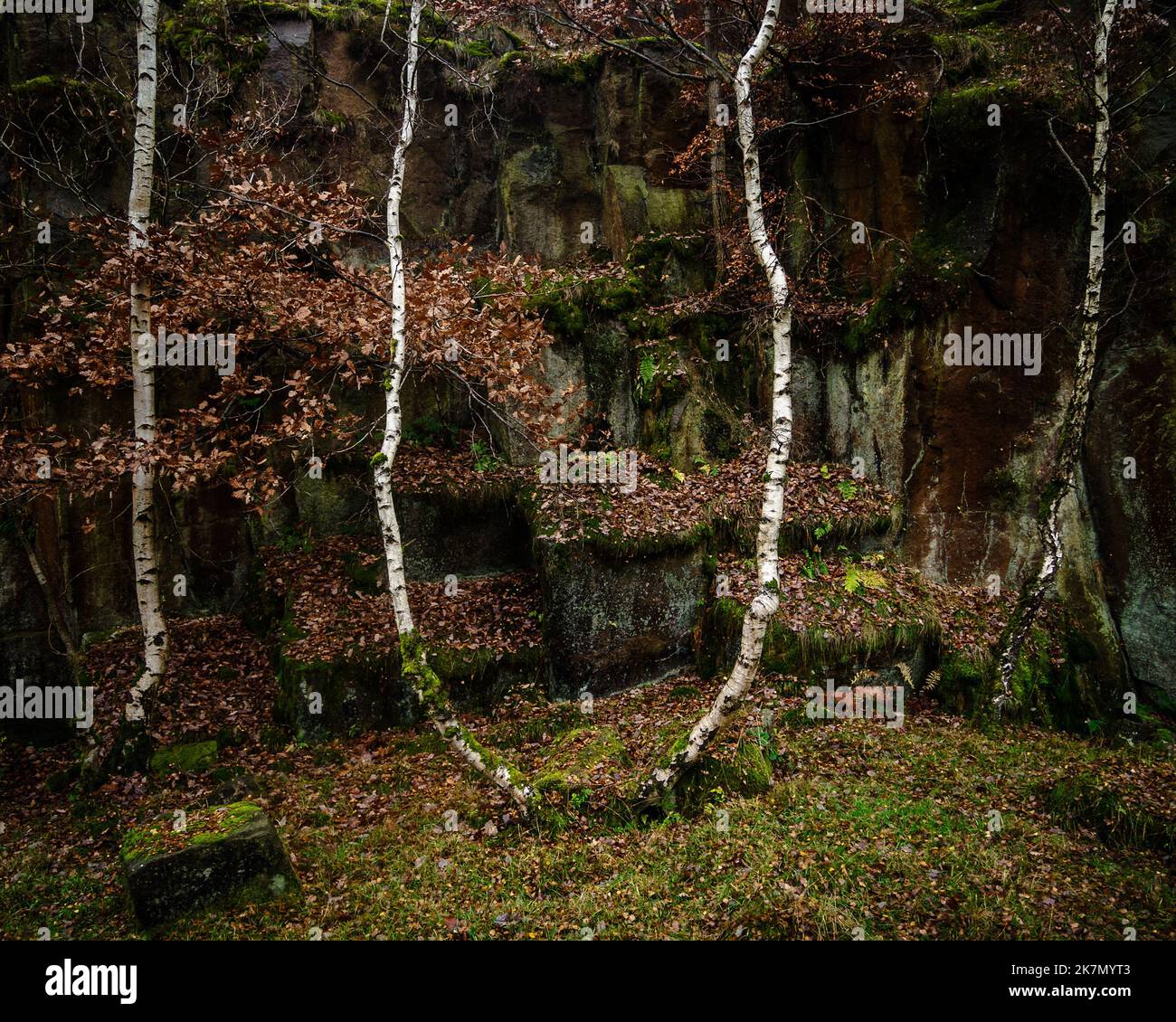 The silver birch trees in Bolehill Quarry in the Peak District National ...
