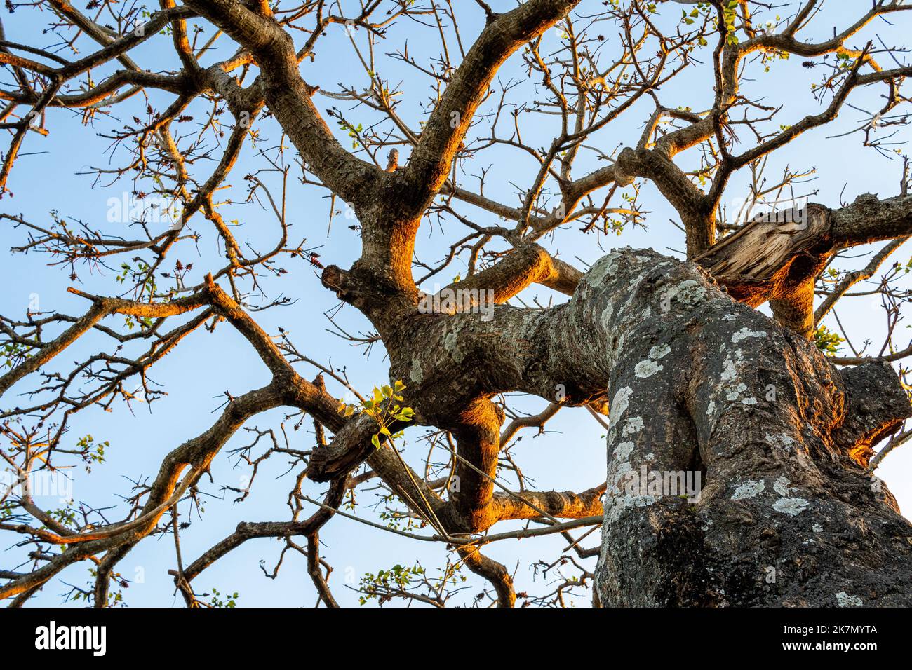 A low-angle shot of a tree with twisted branches and buds on the sky ...