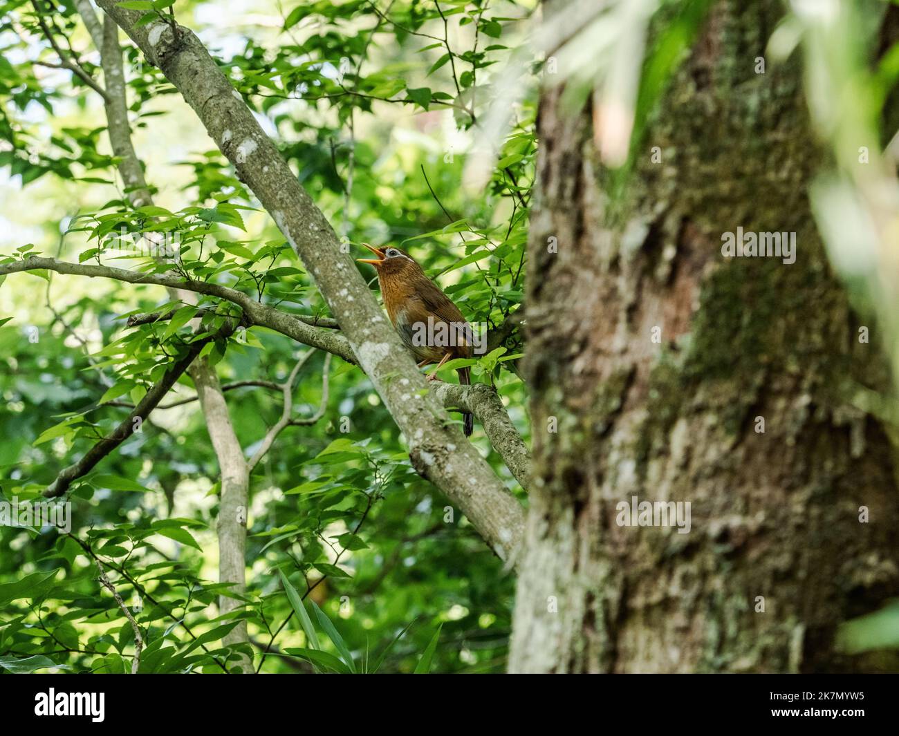 The Chinese hwamei or melodious laughingthrush (Garrulax canorus ...
