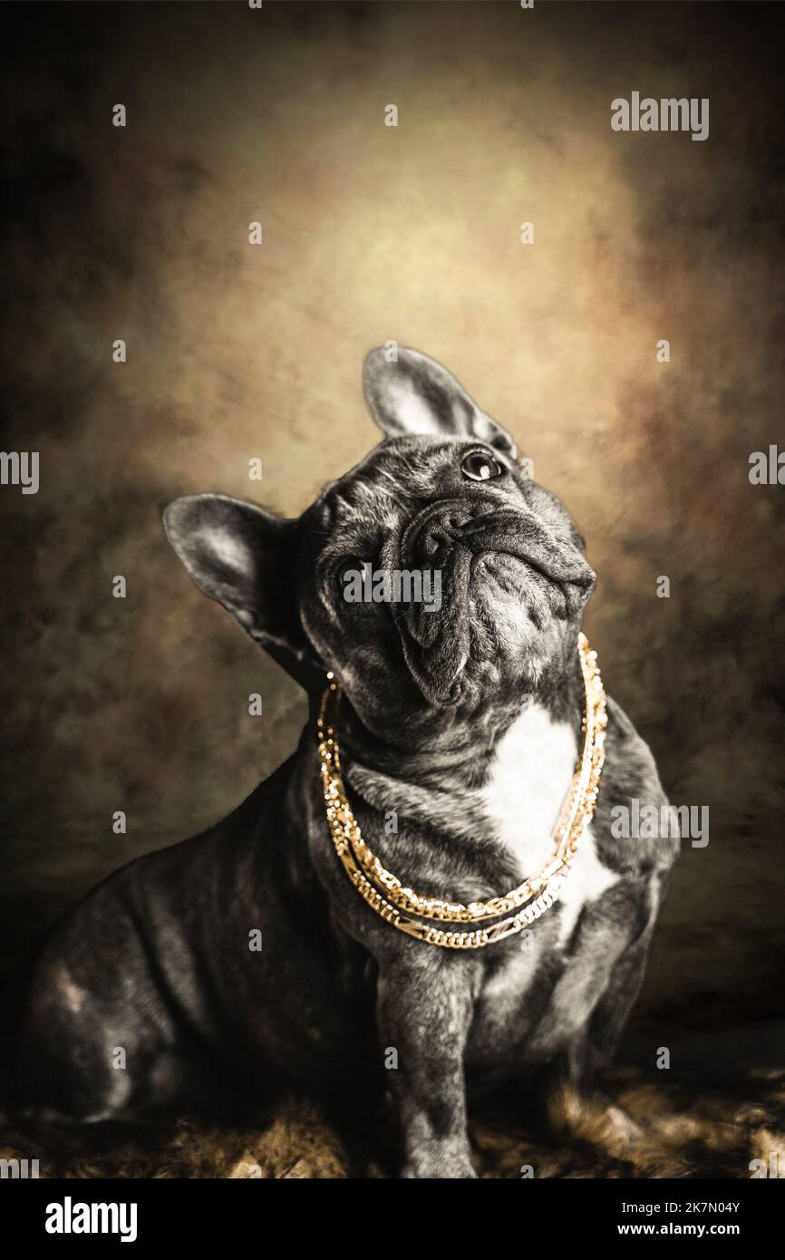 A vertical shot of a cute French Bulldog against a grungy wall Stock ...