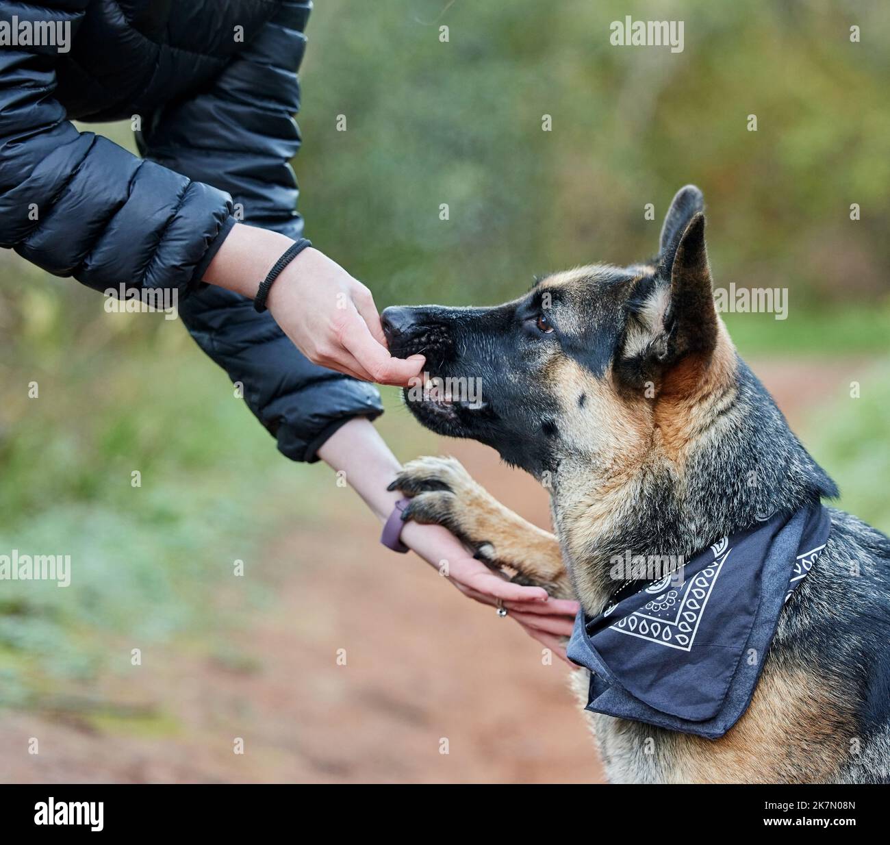 Happiness is a warm dog. a person feeding his adorable german shepherd ...