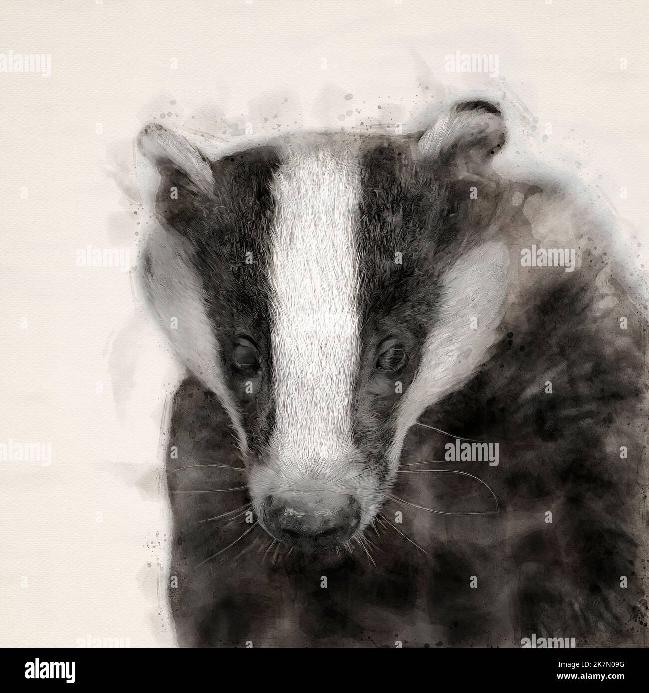 Watercolour effect badger portrait Stock Photo - Alamy