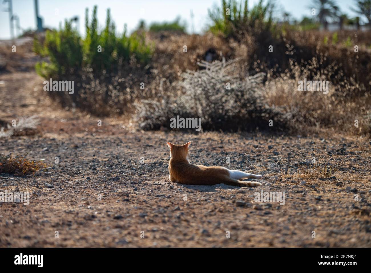 A ginger cat laying on a ground outdoors Stock Photo - Alamy