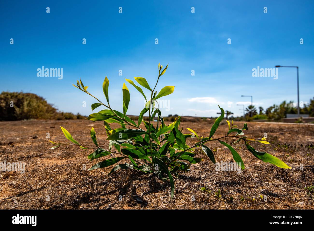 A vertical shot of a single plant growing from a dry ground Stock Photo ...