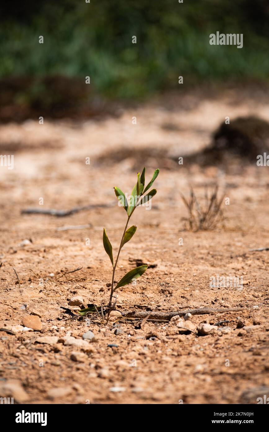 A vertical shot of a single plant growing from a dry ground Stock Photo ...