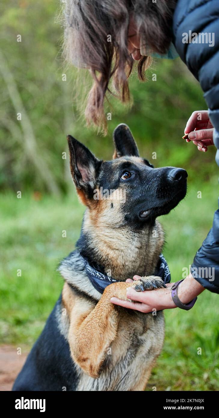 Every dog must have his day. a person feeding his adorable german ...