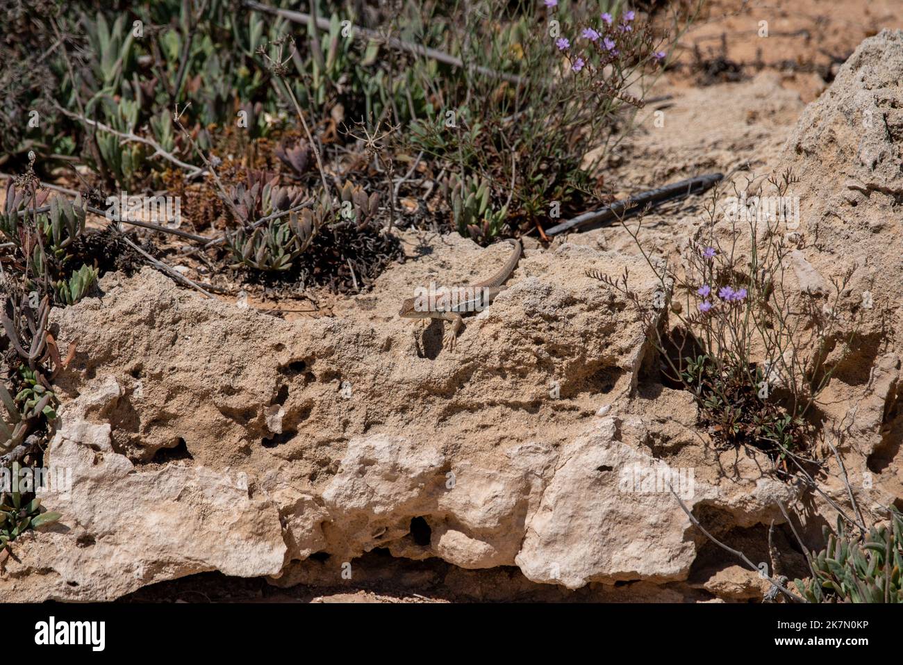 A close-up shot of a lizard on a rocky and dusty ground Stock Photo - Alamy