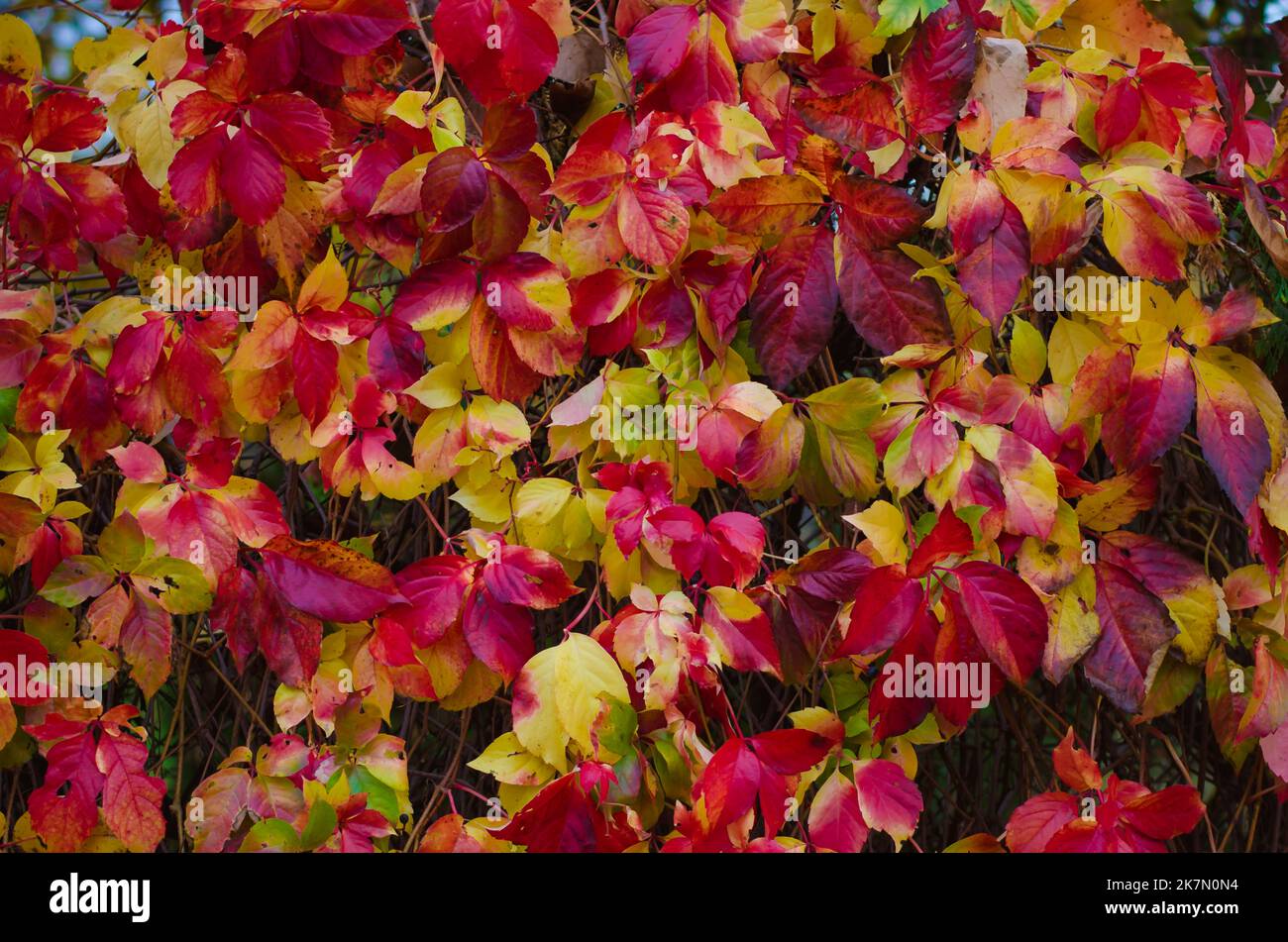 colorful red, yellow, orange and green wild vine flower on wall ...
