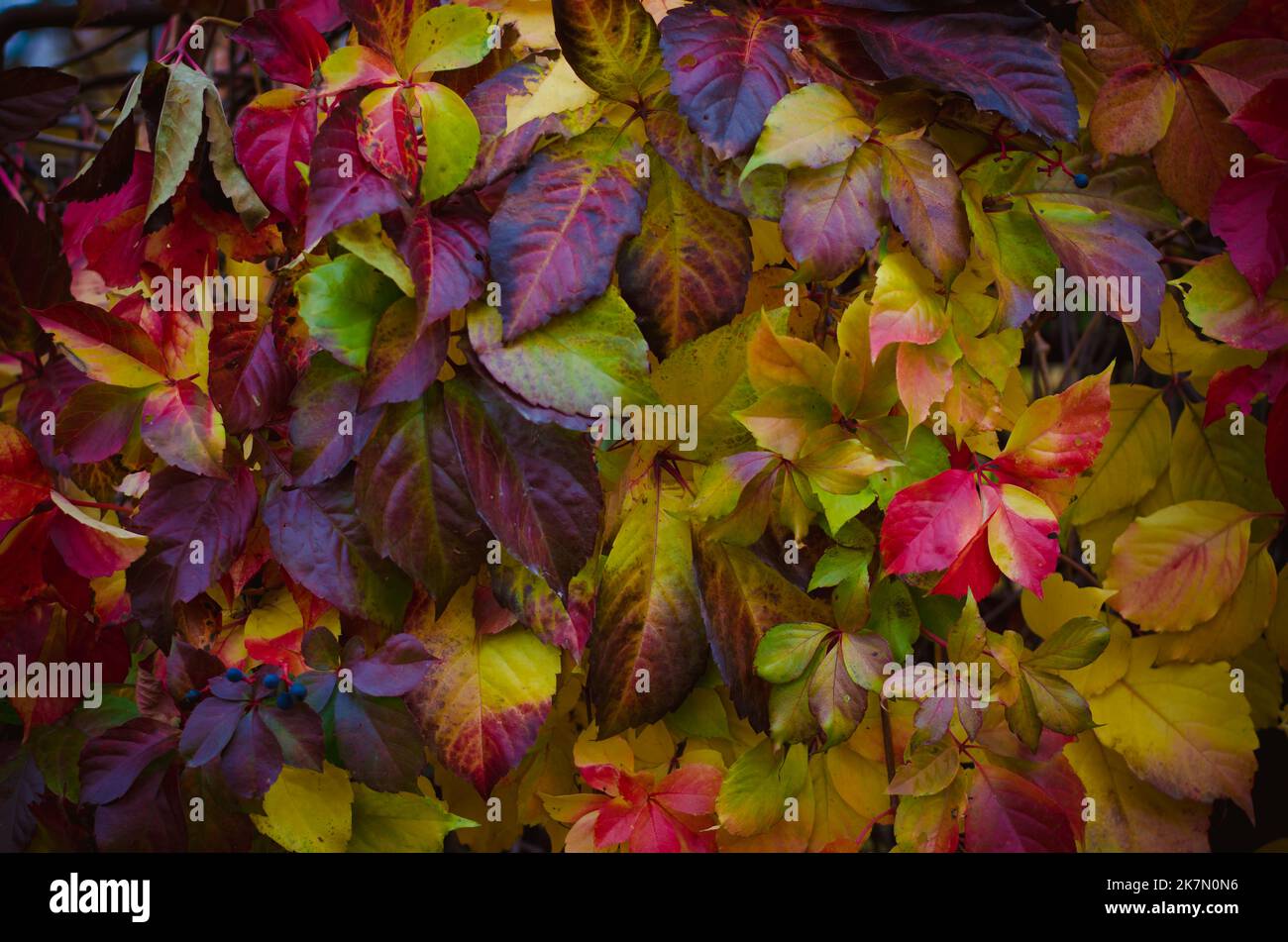 colorful red, yellow, orange and green wild vine flower on wall ...