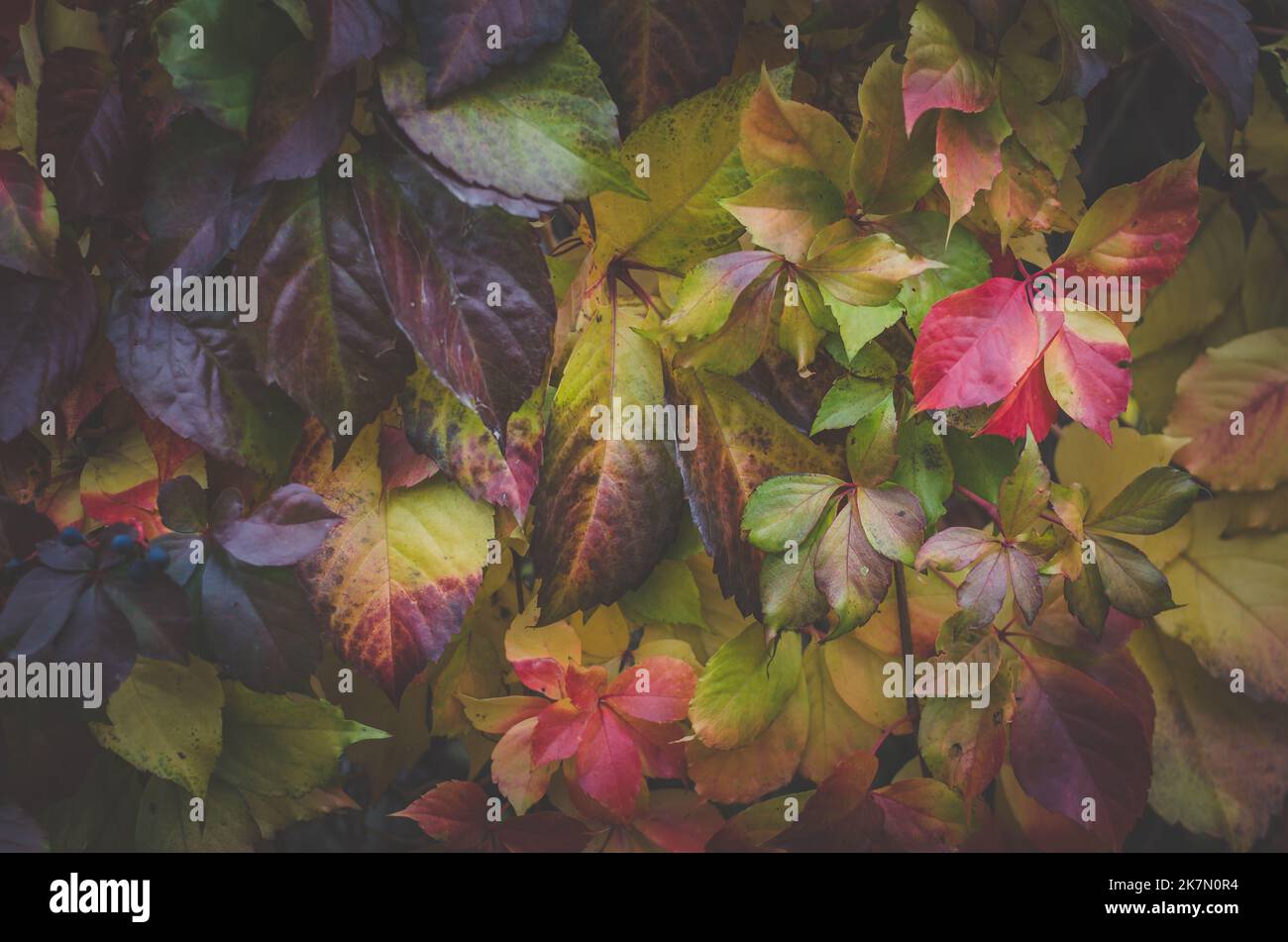 colorful red, yellow, orange and green wild vine flower on wall ...