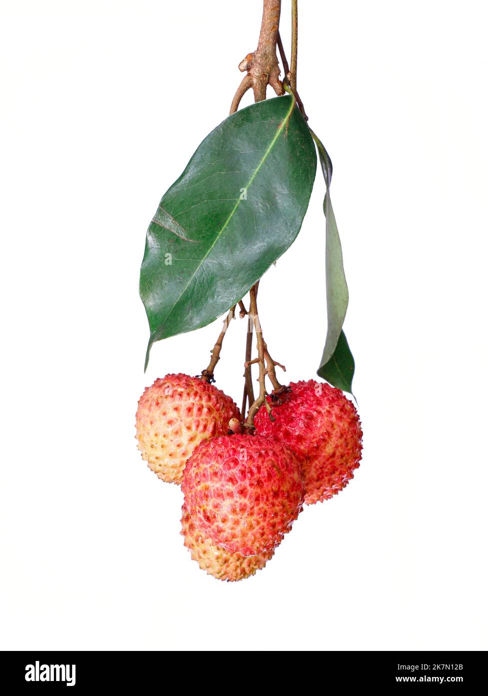 An isolated shot of Lychee pink-red fleshy fruit with its stem and ...