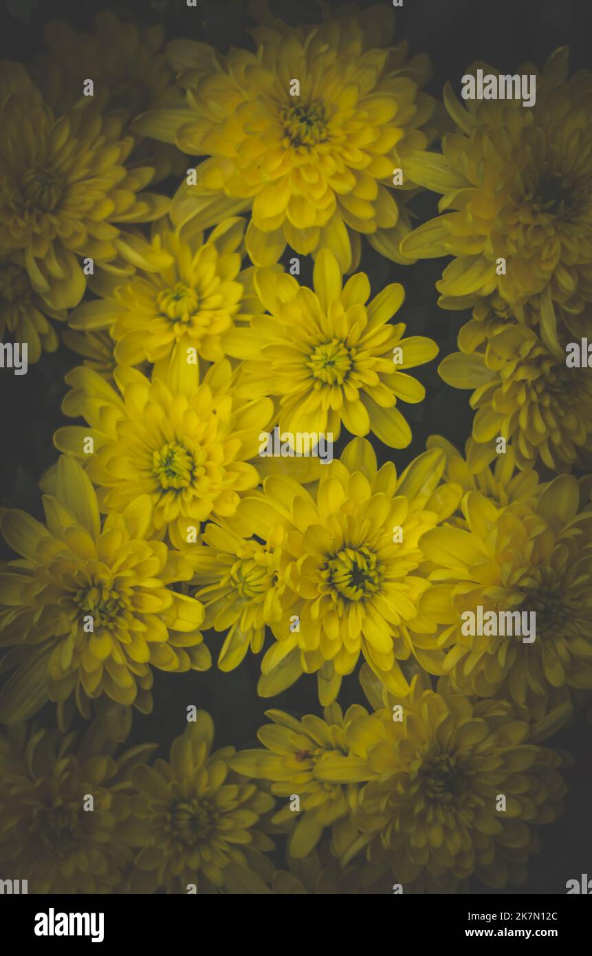 big yellow chrysanthemum flowers pattern Stock Photo - Alamy