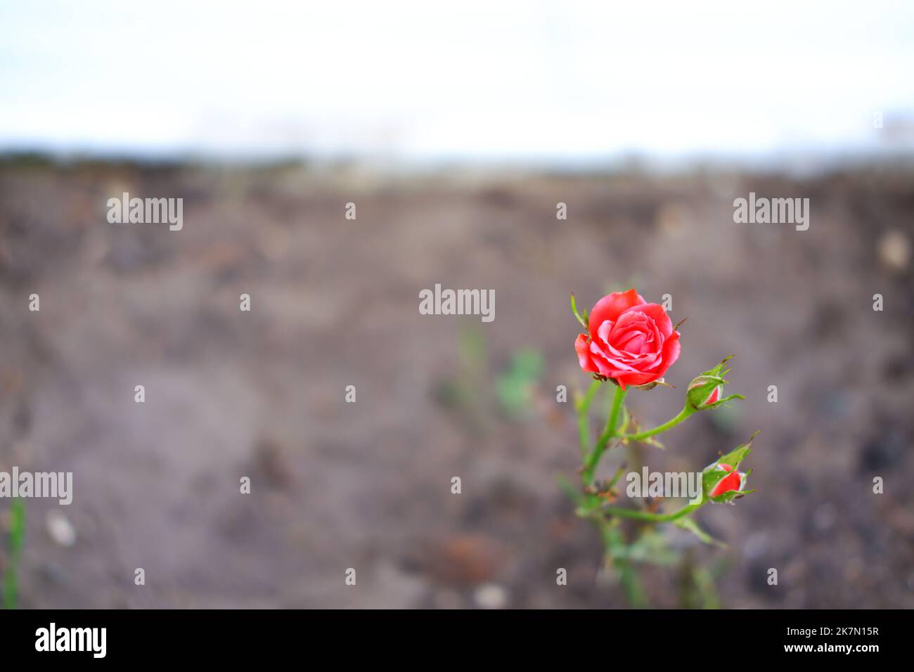 Little red rose and roses in bud on the ground Stock Photo - Alamy