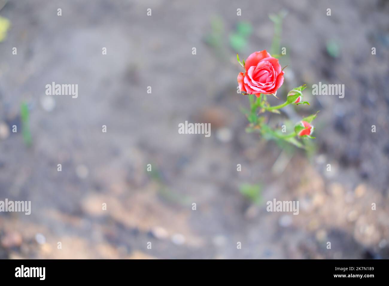 Beautiful blooming burgundy roses hi-res stock photography and images ...