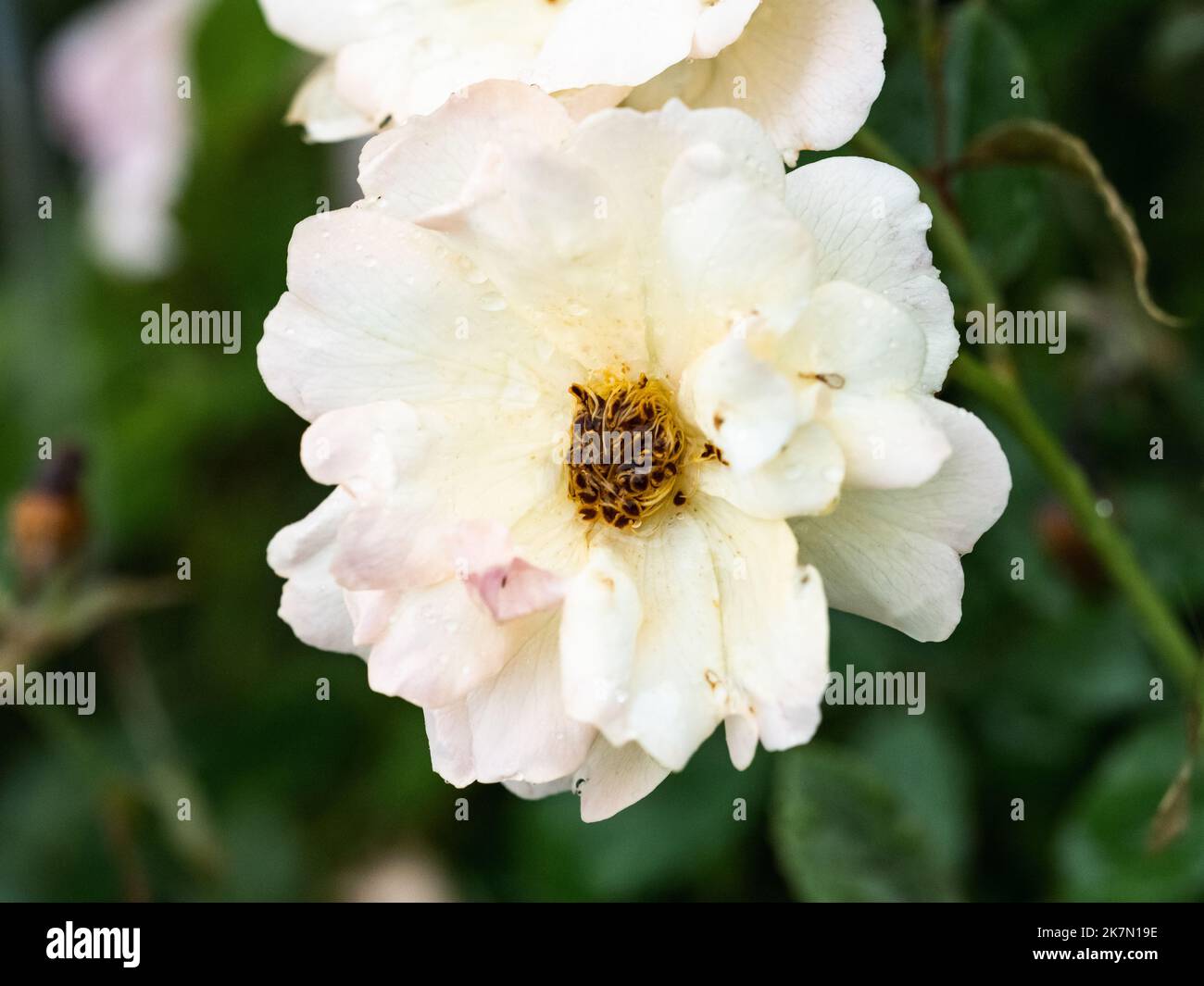 White climbing rose hi-res stock photography and images - Alamy