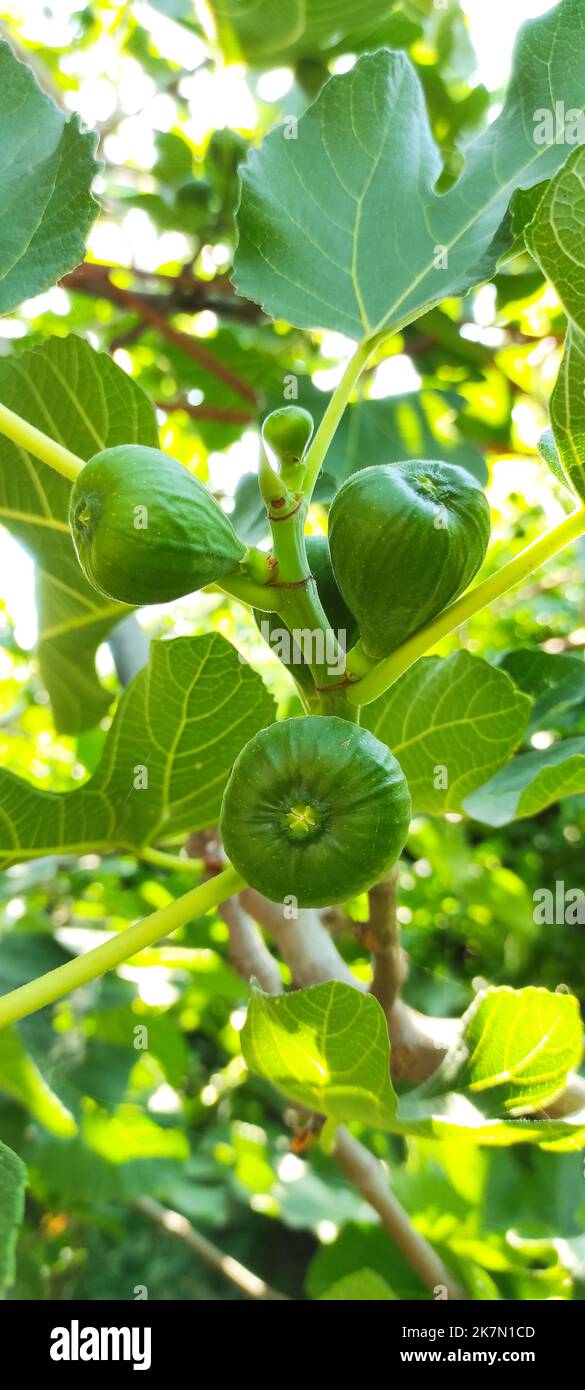 A vertical photo of a fig plant with green leaves and sunlight in the ...