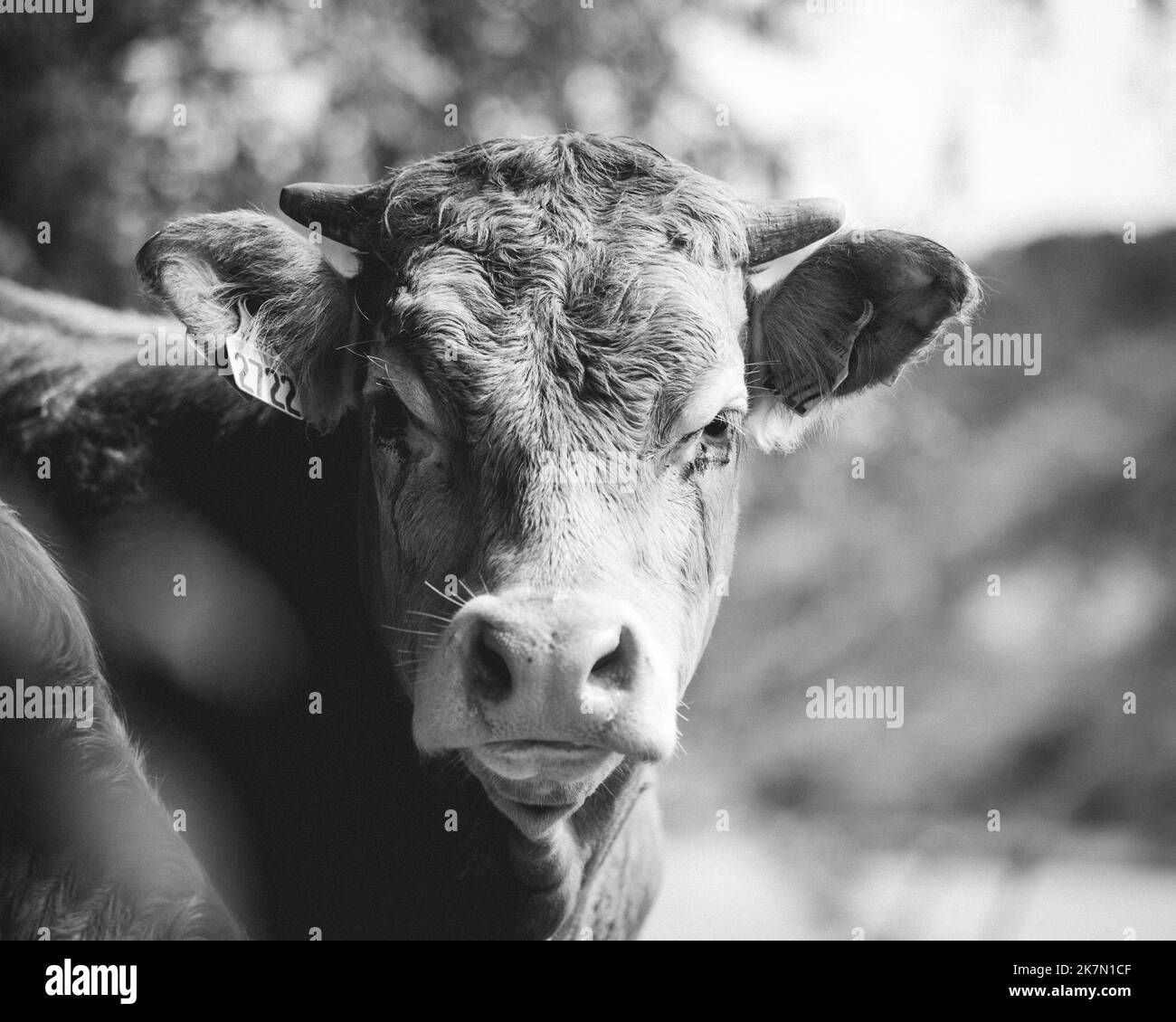 Domestic livestock Black and White Stock Photos & Images - Alamy