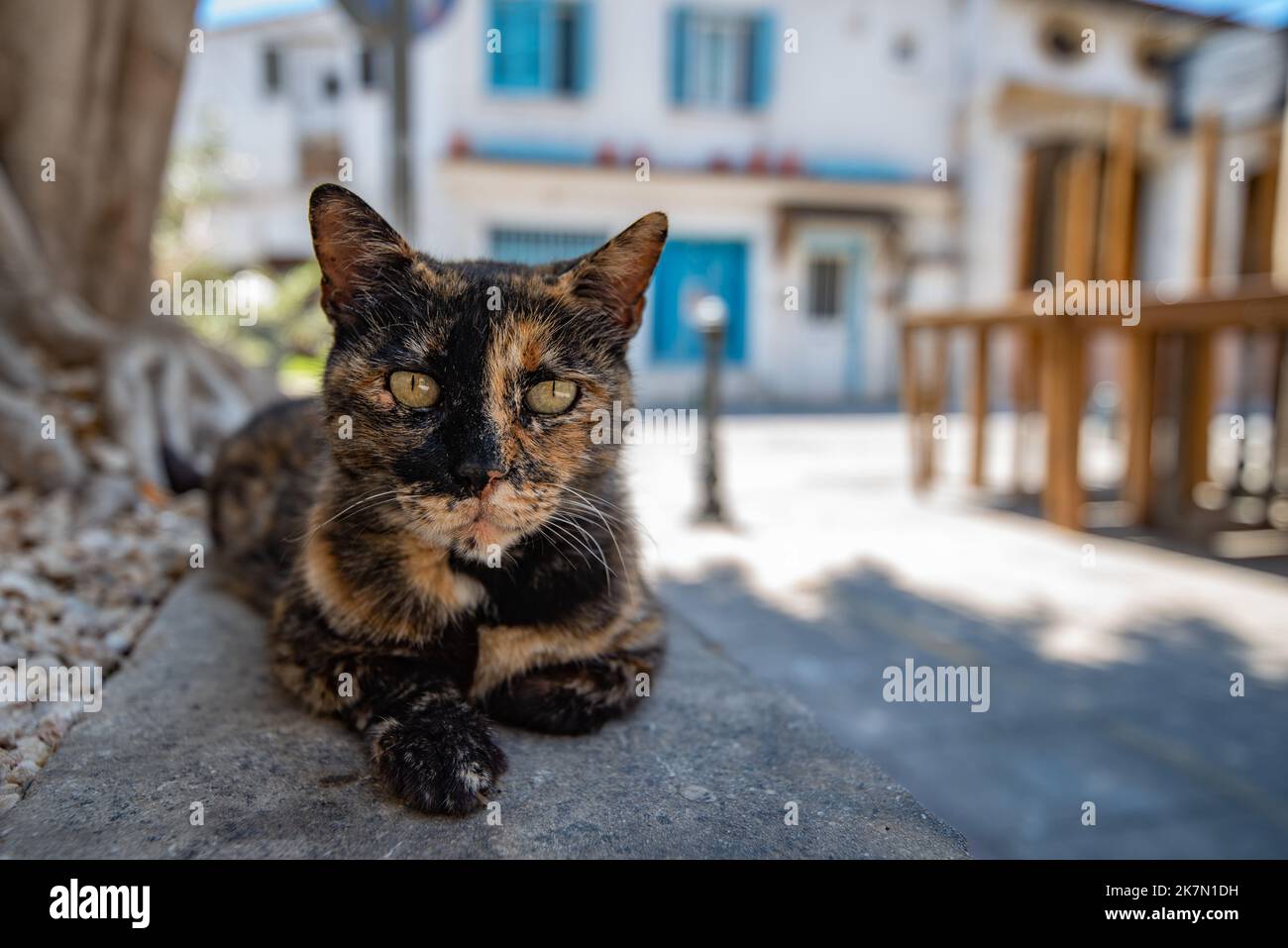 A closeup shot of a cat Stock Photo - Alamy