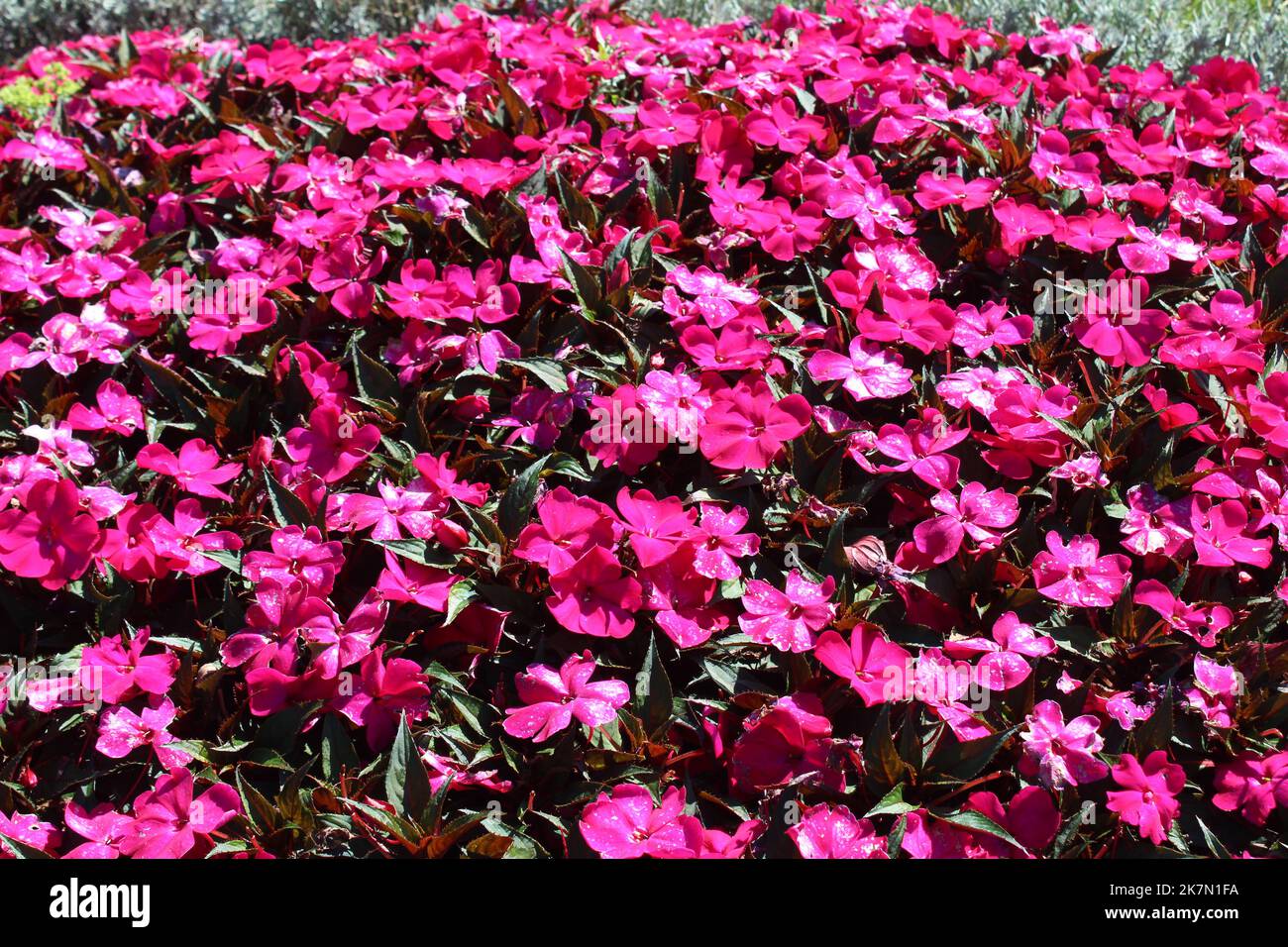 Busy lizzie (impatiens walleriana) hi-res stock photography and images ...