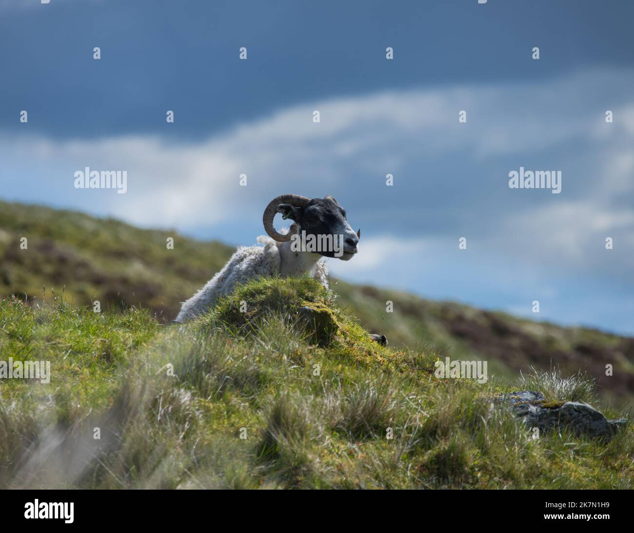 A Boreray sheep (Ovis aries) on a slope against the blue sky Stock ...