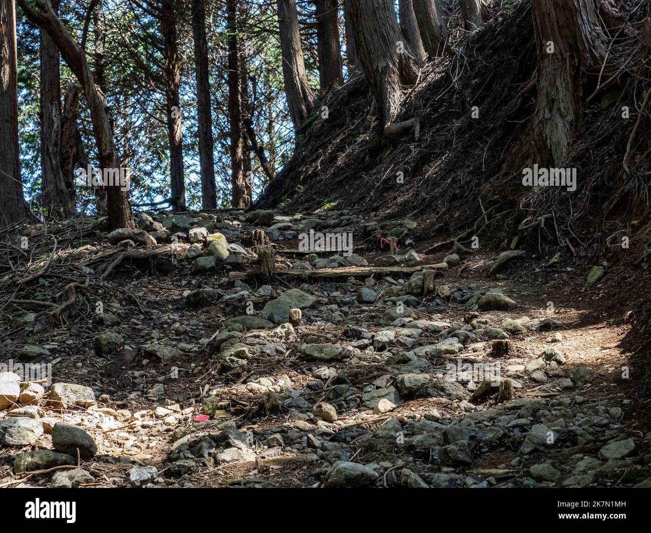 A mountainside hiking trail through a cedar forest near Oyama Afuri ...